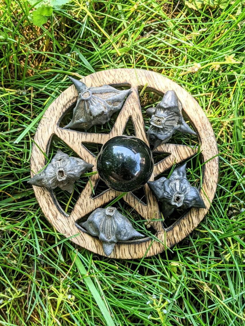 Devil Pods / Bat Nuts, Foraged, Protection, Witchcraft, Jewelry ...