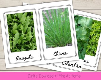 Herb Flash Cards - Etsy
