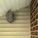 Crochet Hornet's Nest Pattern, Hornet Nest Pattern, Wasp Nest Pattern ...