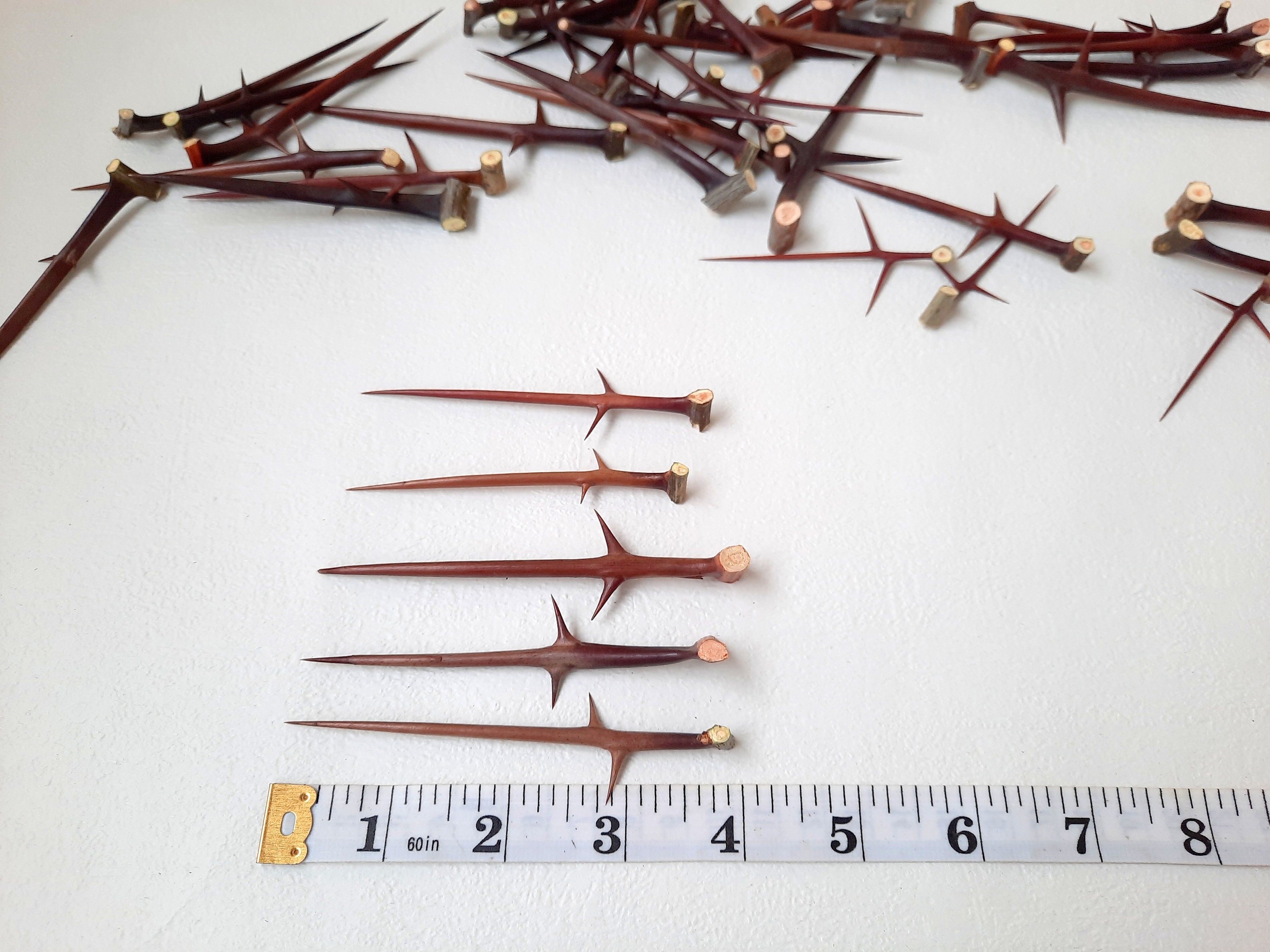 50 Natural Acacia Thorns, Protection, Spell, Witchcraft - Etsy