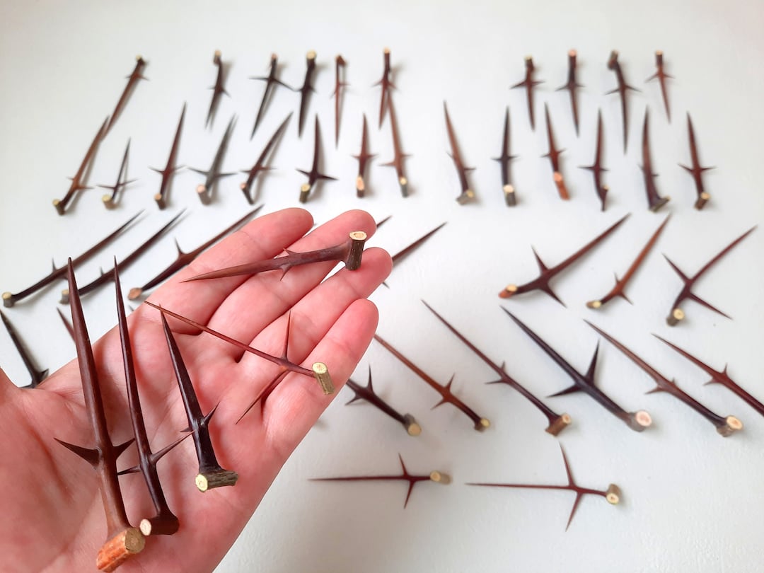 50 Natural Acacia Thorns, Protection, Spell, Witchcraft - Etsy