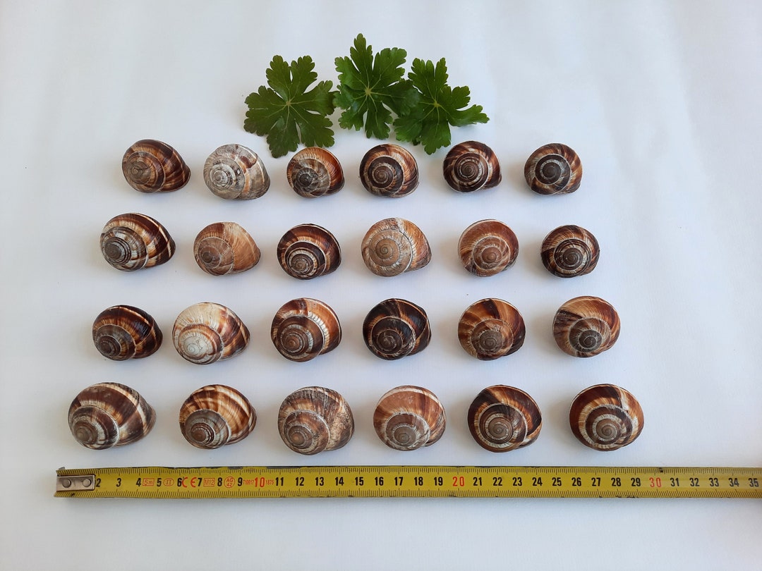 24 Garden Snail Shells, Striped Shells - Etsy