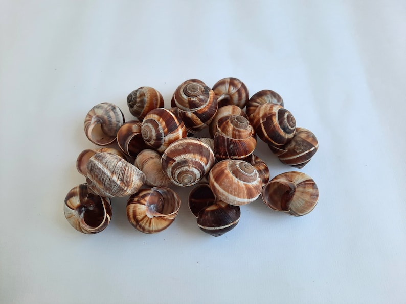24 Garden Snail Shells, Striped Shells - Etsy