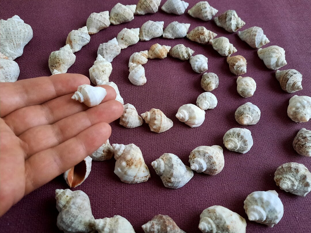 50 Sea Snail Shells, Mini Shells, Craft Supplies, Wedding Table Decor ...