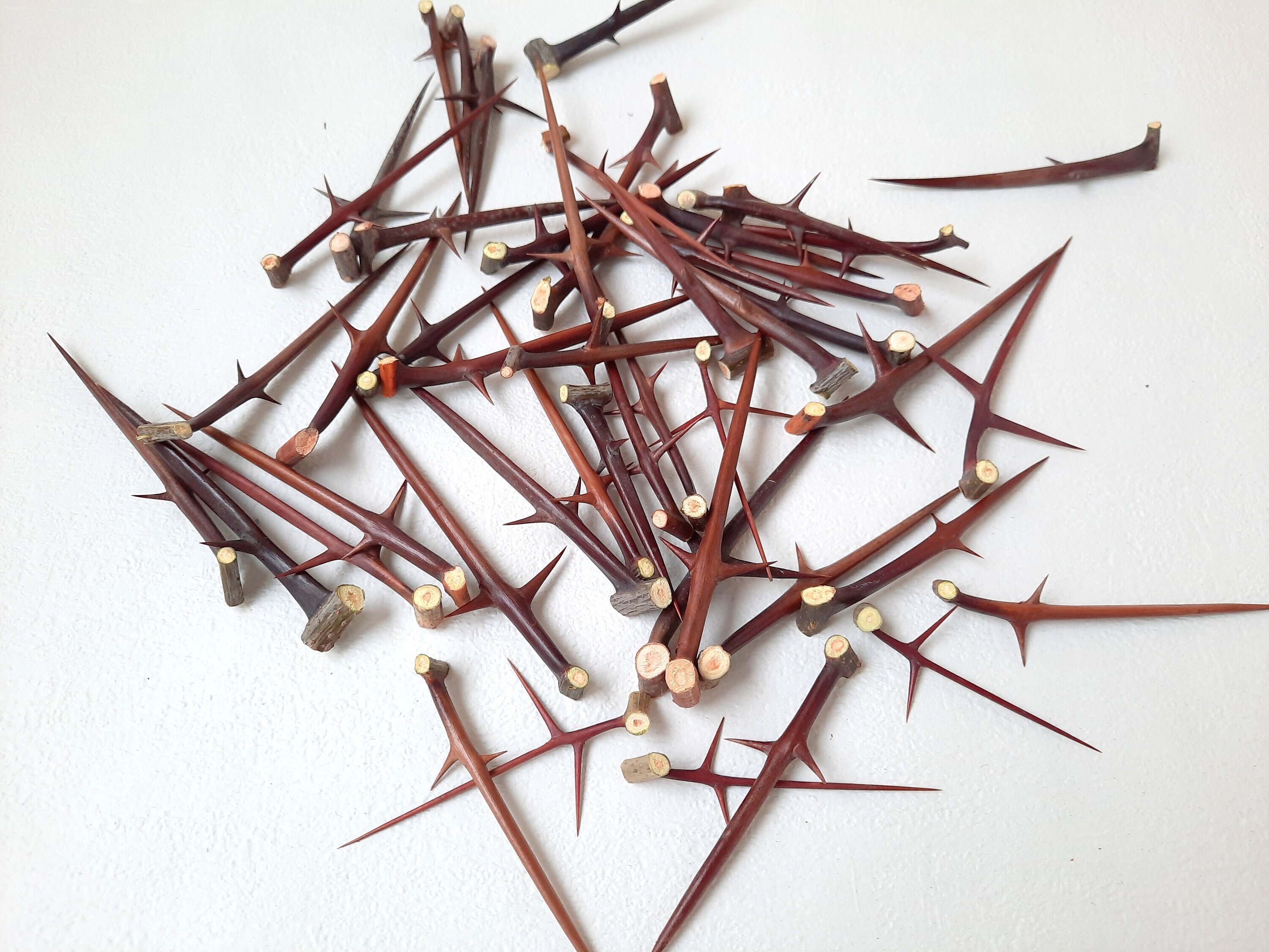 50 Natural Acacia Thorns, Protection, Spell, Witchcraft - Etsy
