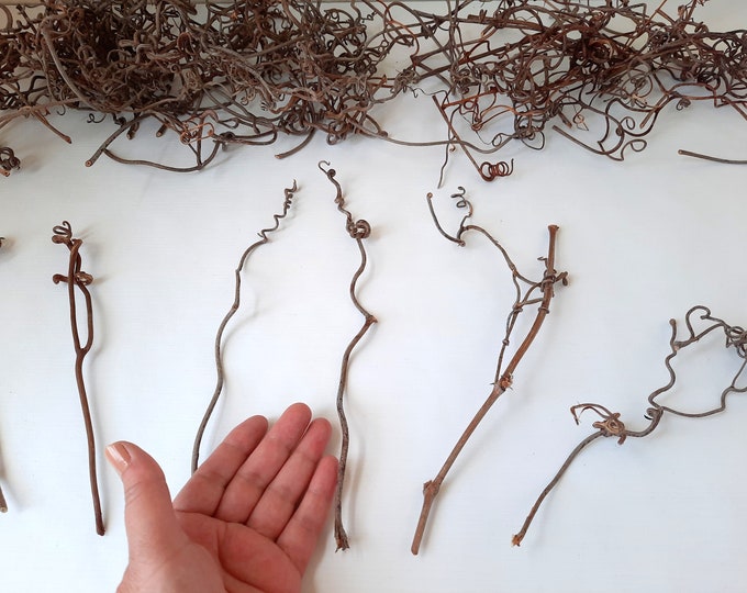 100 Natural Grapevine Tendrils, Vine Tendrils, Branches for Crafts ...