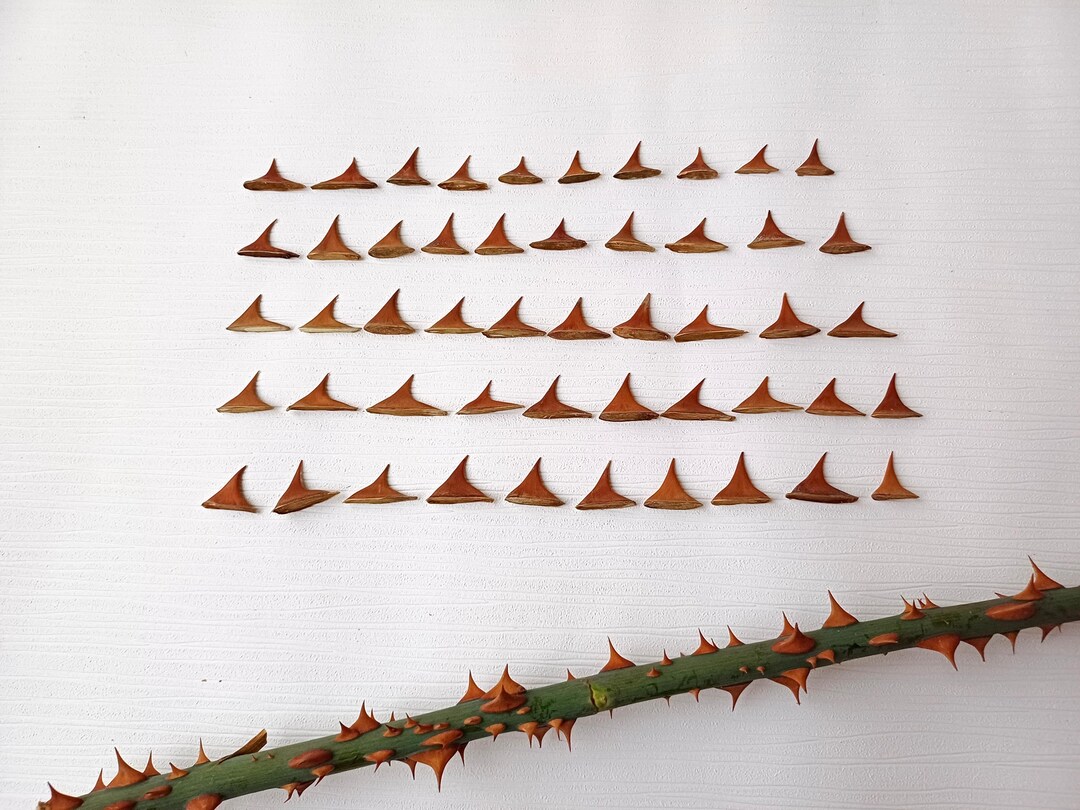 50 Rose Thorns, Protection, Spell, Rituals, Witch Gift, Magic Thorns - Etsy