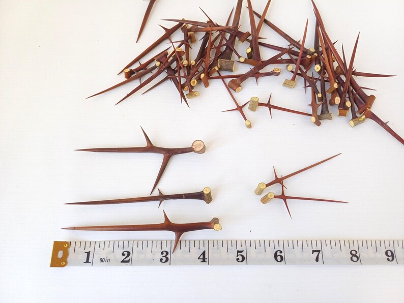 50 Acacia Thorns for Rituals - Etsy