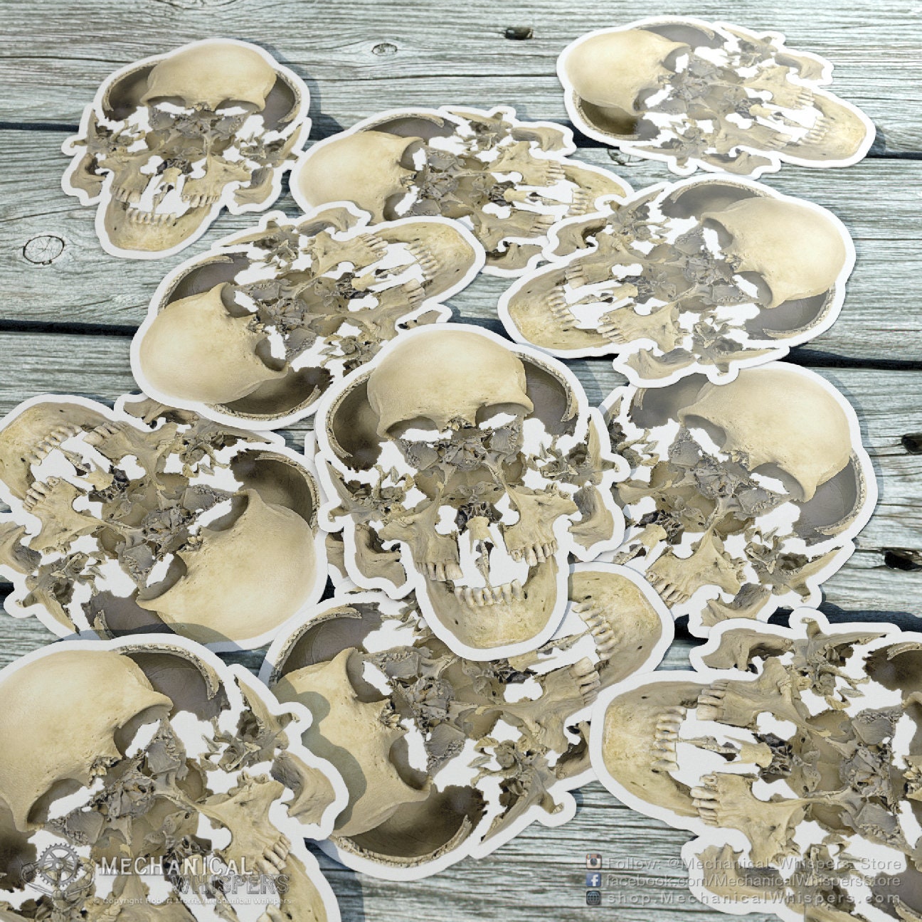 Beauchene Exploded Skull Vinyl Sticker osteology Exploded Human Bone ...