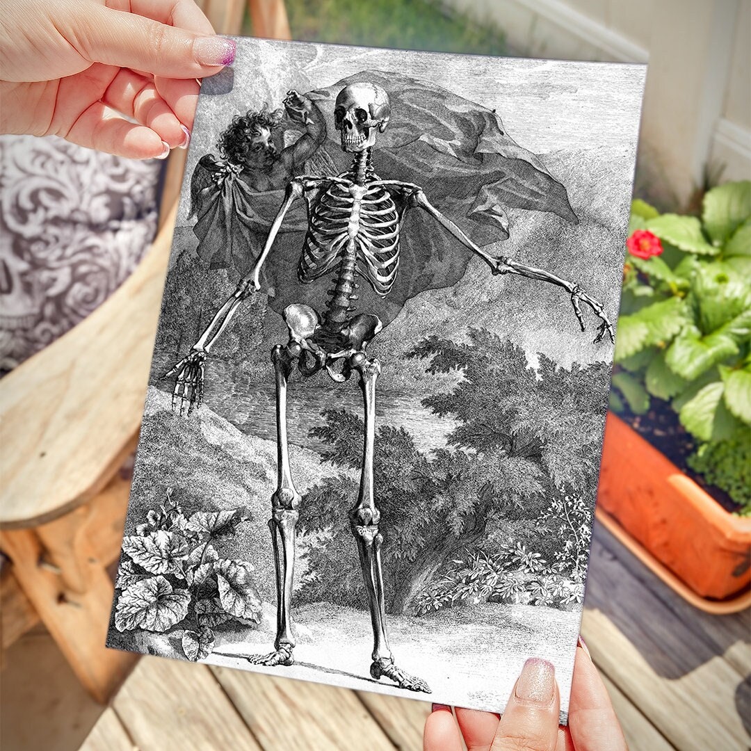 Art Print, "albinus Skeleton", 7" X 10" Giclee Matte Archival Print - Etsy