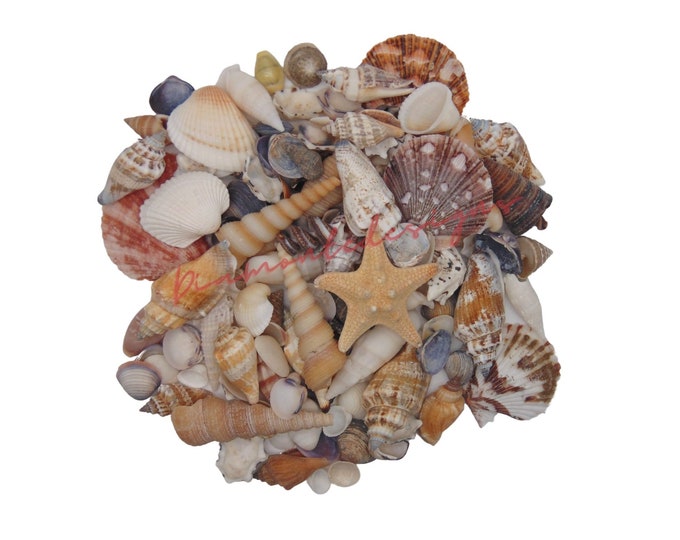 Mixed Shells Natural Shells Seashells Beach Shells Wedding - Etsy