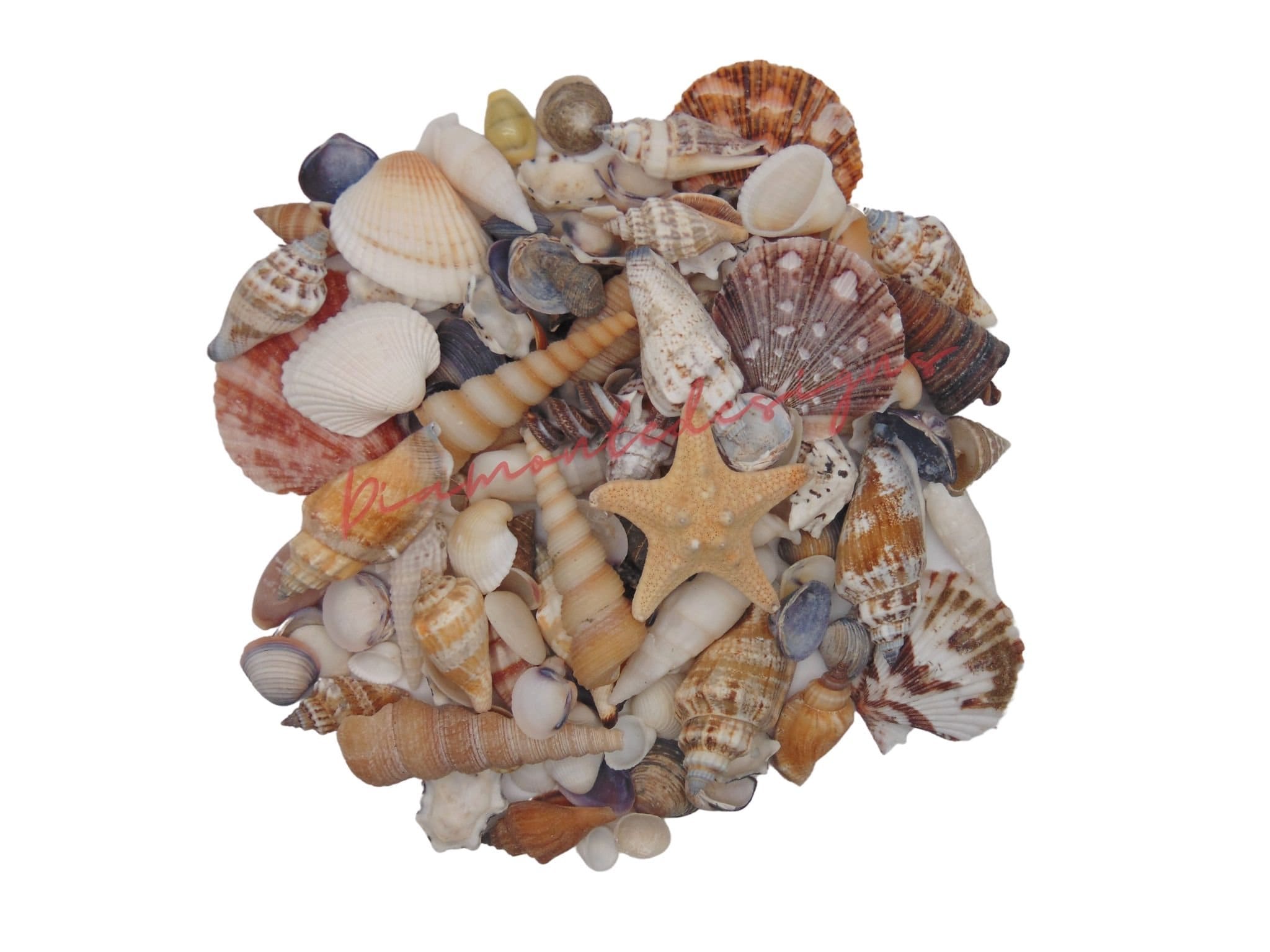 Mixed Shells Natural Shells Seashells Beach Shells Wedding | Etsy