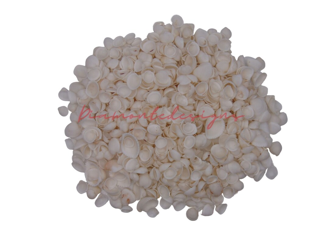 Mini White Cockle Shells Natural Shells Seashells Beach Shells Wedding ...