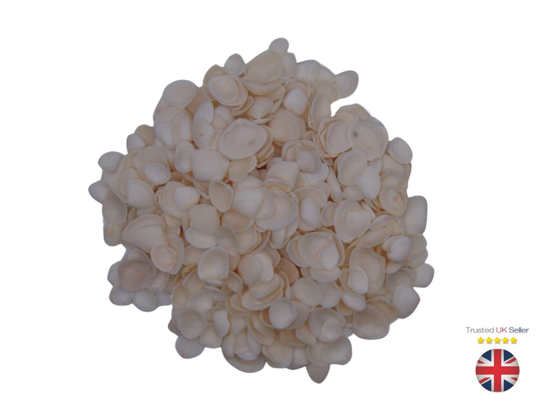 White Cay Cay Natural Shells - Seashells Beach Shells Wedding Display ...