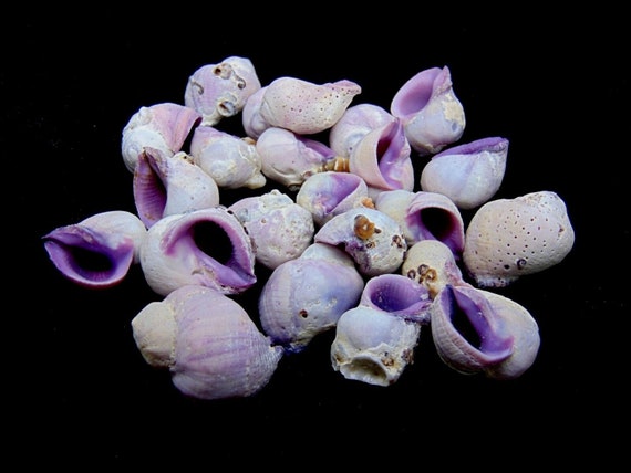 Cebu Violet Natural Shells Seashells Beach Shells Wedding | Etsy