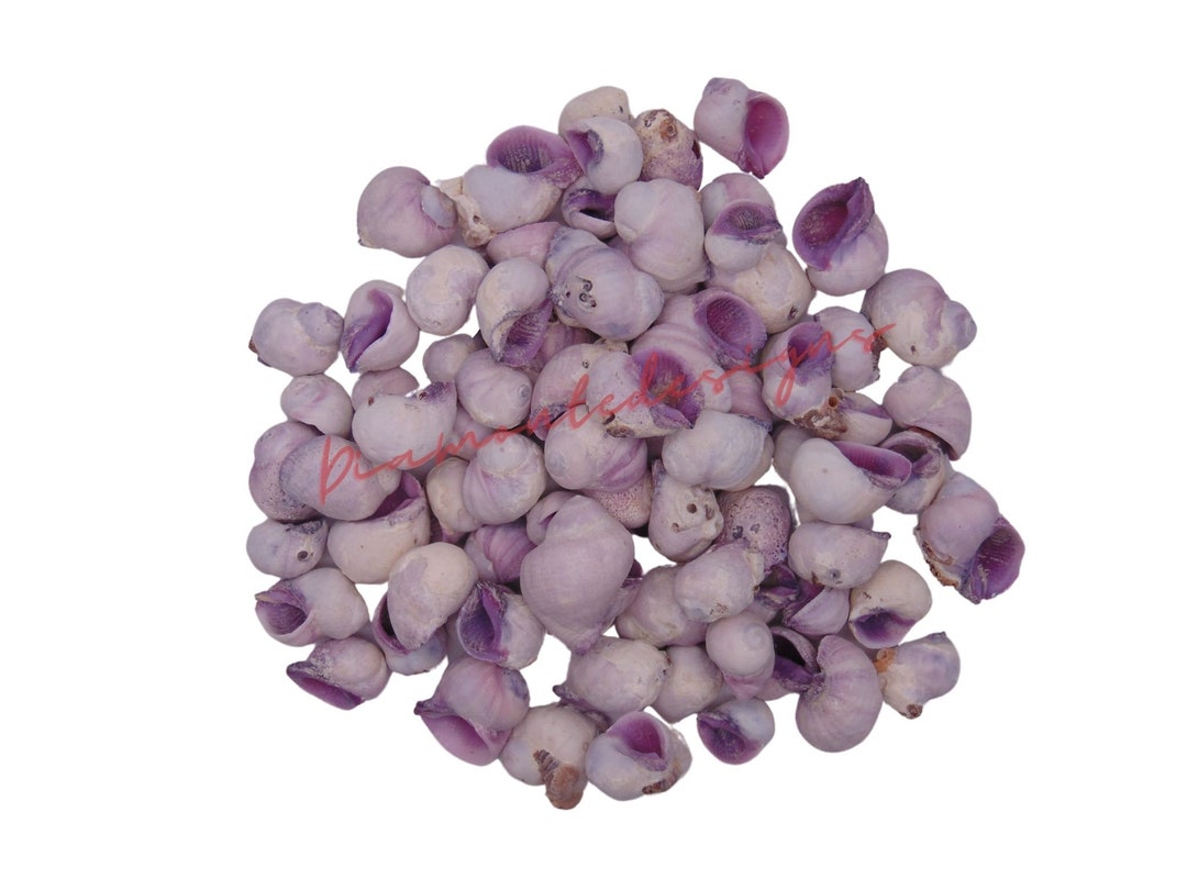 Cebu Violet Natural Shells - Seashells Beach Shells Wedding Display ...