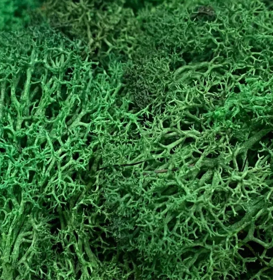 Dark Green Norwegian Reindeer Moss Preserved Dried Craft Stamen ...