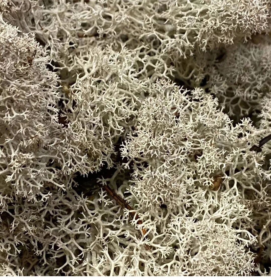 Natural Norwegian Reindeer Moss Preserved Dried Craft Stamen Decoration ...