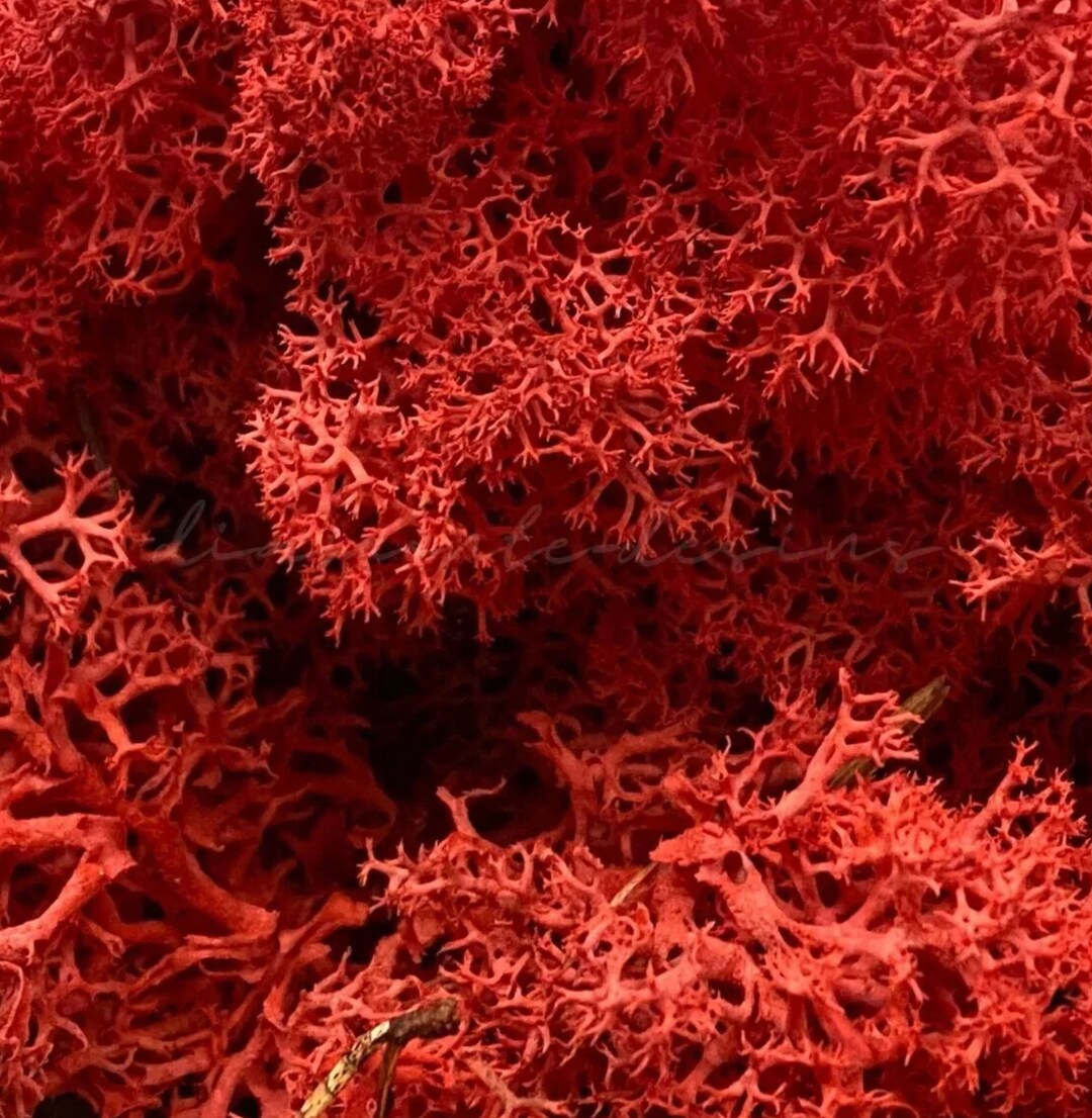 Red Norwegian Reindeer Moss Preserved Dried Craft Stamen Decoration - Etsy