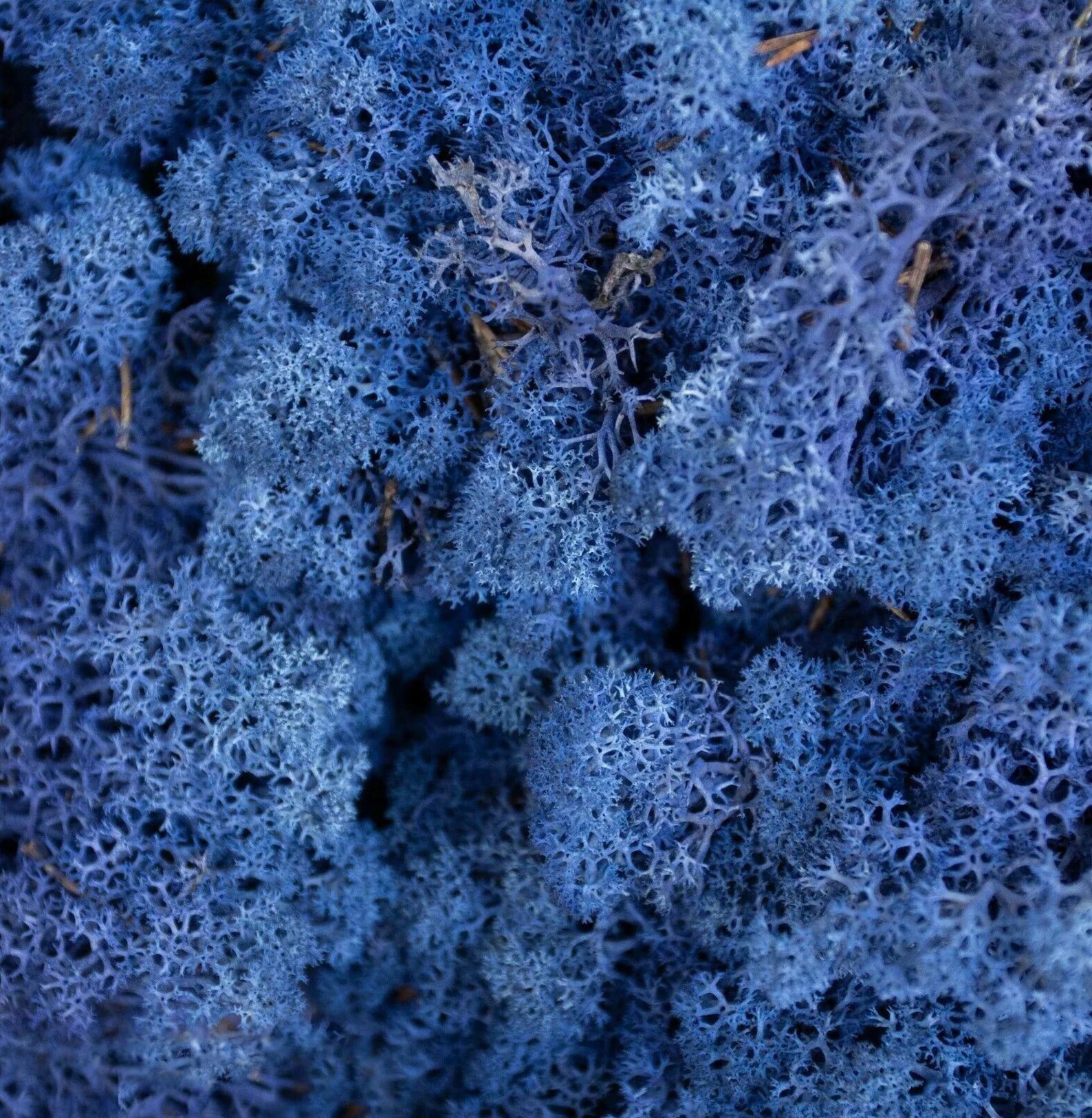 Dark Blue Norwegian Reindeer Moss Preserved Dried Craft Stamen ...