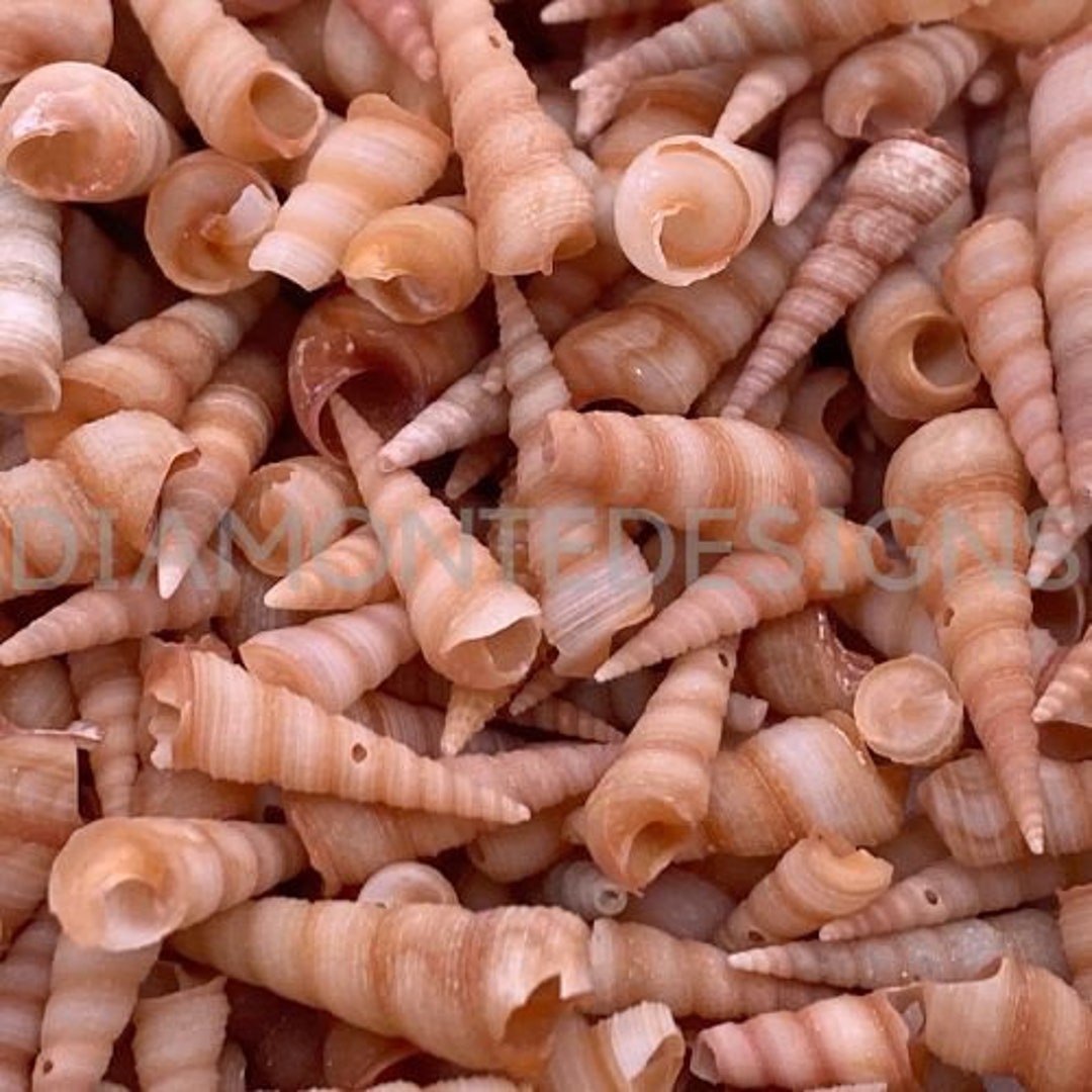 Mini Terebra Turitilla Natural Shells - Seashells Beach Shells Wedding ...