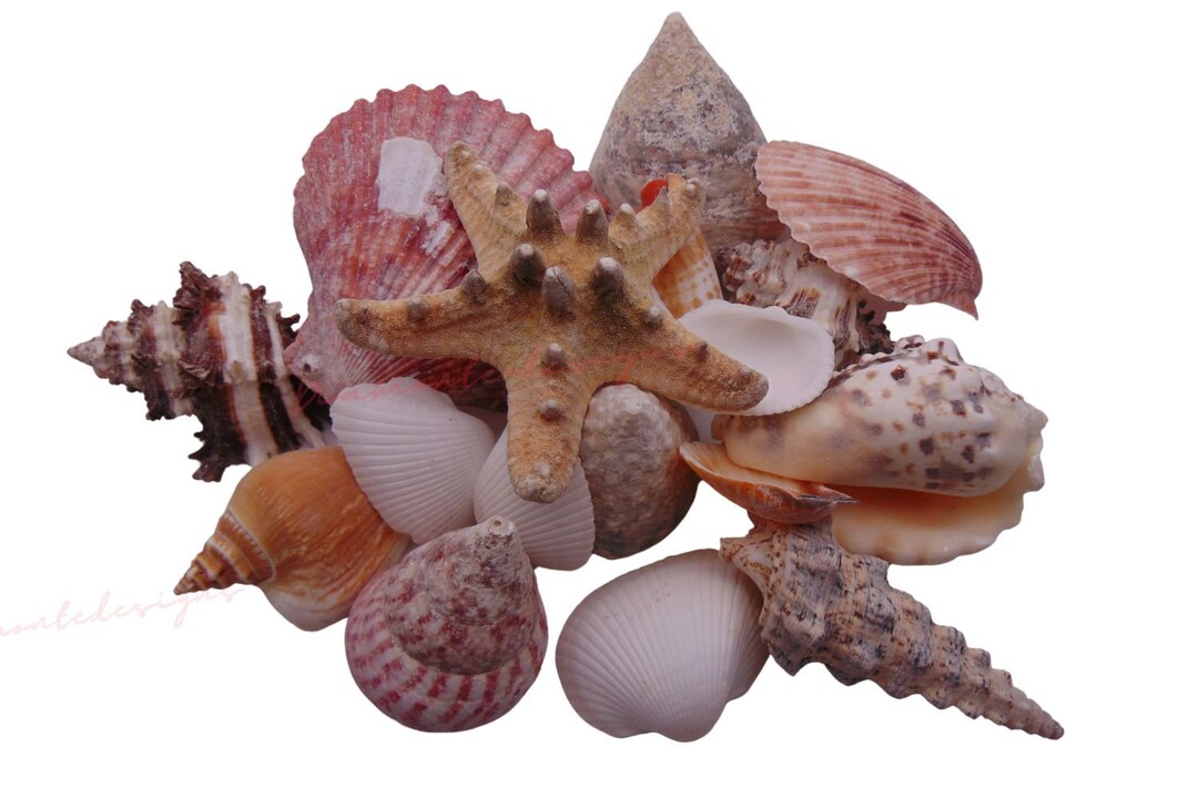 JUMBO Mixed Shells Natural Shell Seashells Beach Shell Wedding Display ...