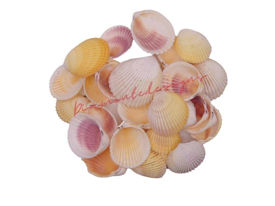Cockles Natural Shells - Seashells Beach Shells Wedding Display Craft ...