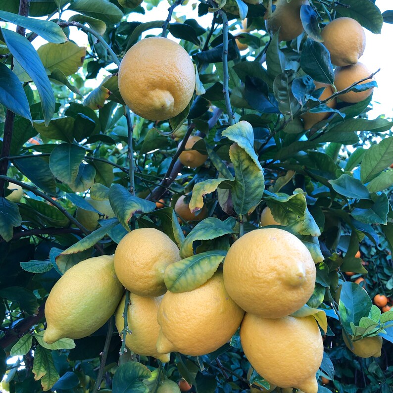 50 Libson Lemon Vitamin C Capsules - Etsy UK