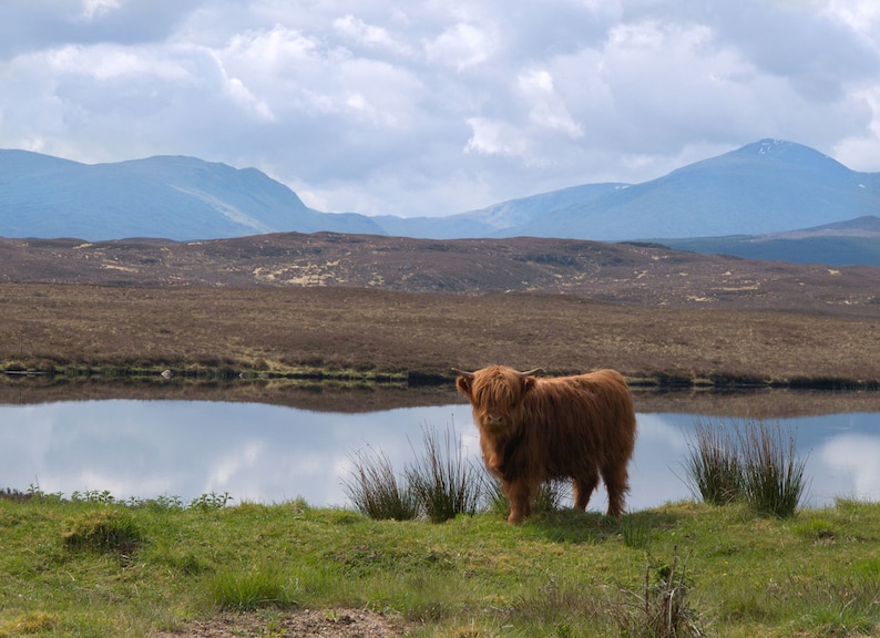 Vache Highland dans les Highlands écossais, près de Rannoch ...