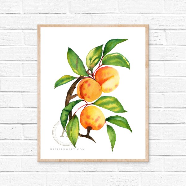 Apricot Fruit - Etsy
