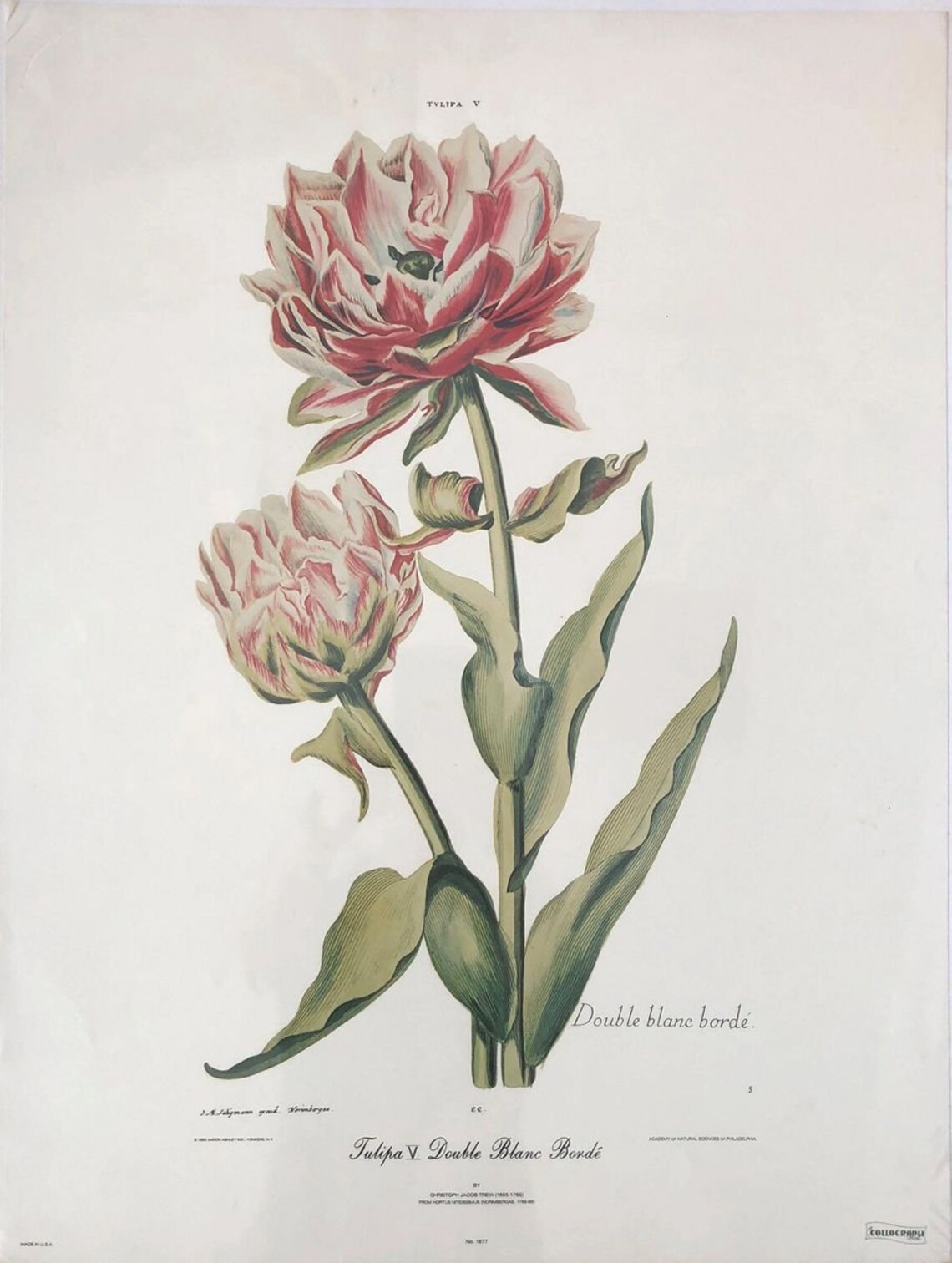 Christoph Jacob Trew - A Double White Edged Tulip Poster Print 20x26 - Etsy