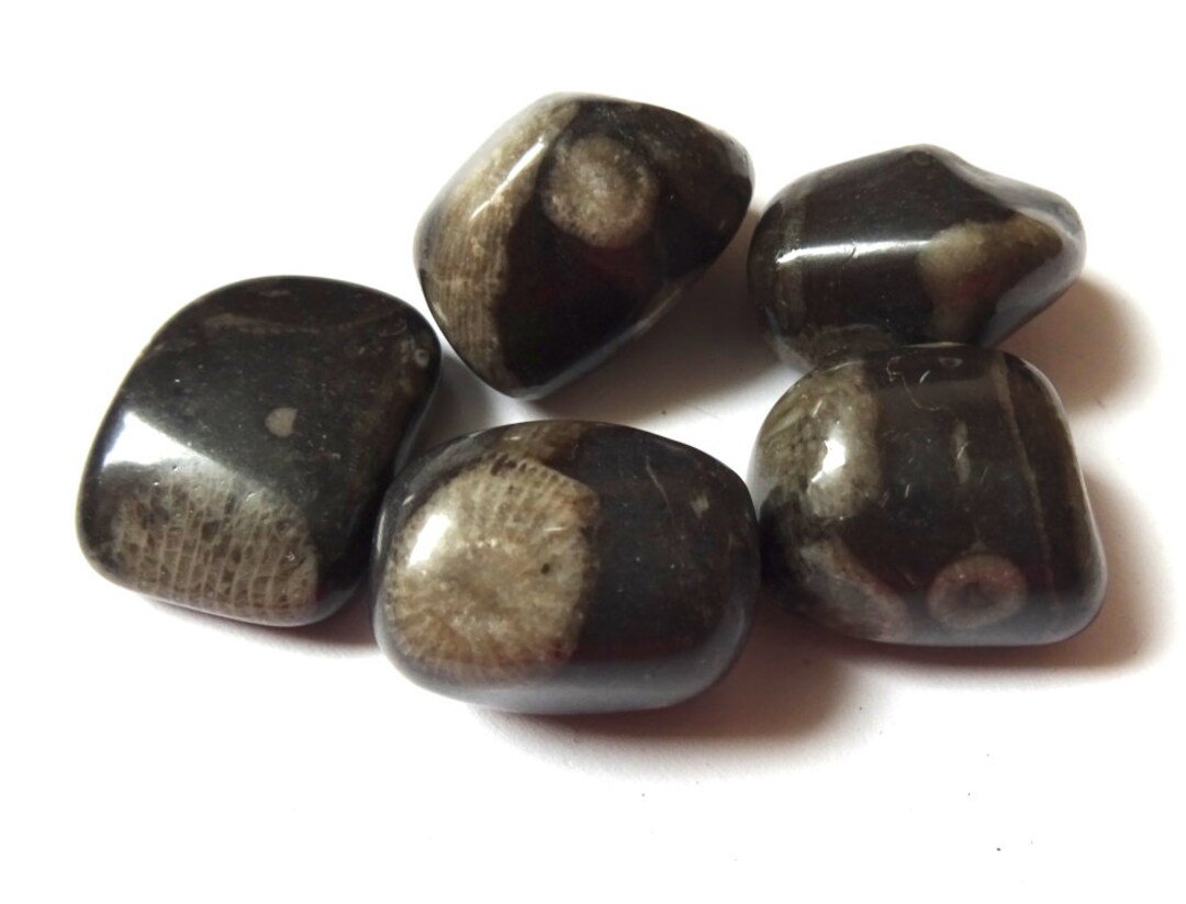 1 Frosterley Marble Tumbled Stone, Fossil Stone From England - Etsy