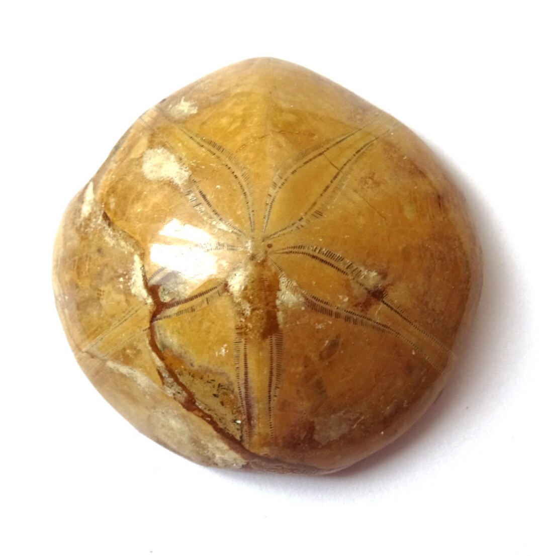 Petrified Sea Urchin, Showcase Object, Collector's Item - Etsy