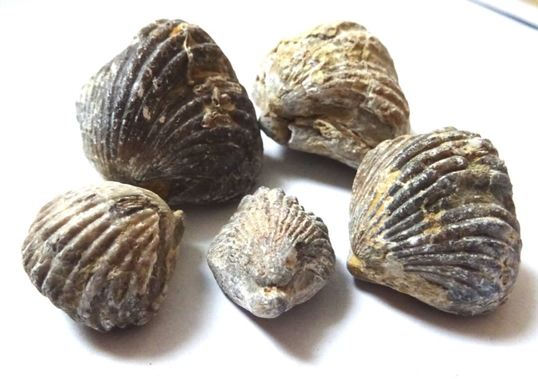 5 Brachiopods, Spirifer, Brachiopod, Rhynchonella Brachiopod - Etsy