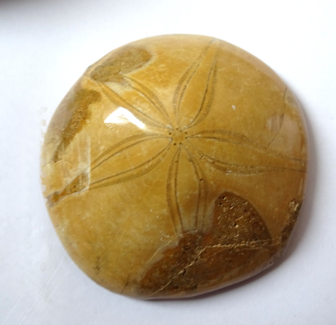Fossilized Sea Urchin, Display Object, Collector's Item - Etsy