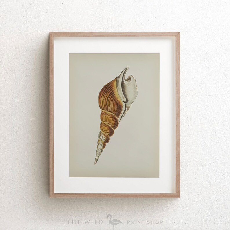 Seashell Print Vintage Seashell Print Seashell Wall Art | Etsy