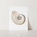 Nautilus Shell Print Seashell Print Vintage Seashell Print - Etsy