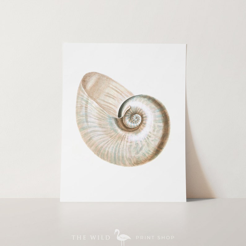 Nautilus Shell Print Seashell Print Vintage Seashell Print | Etsy