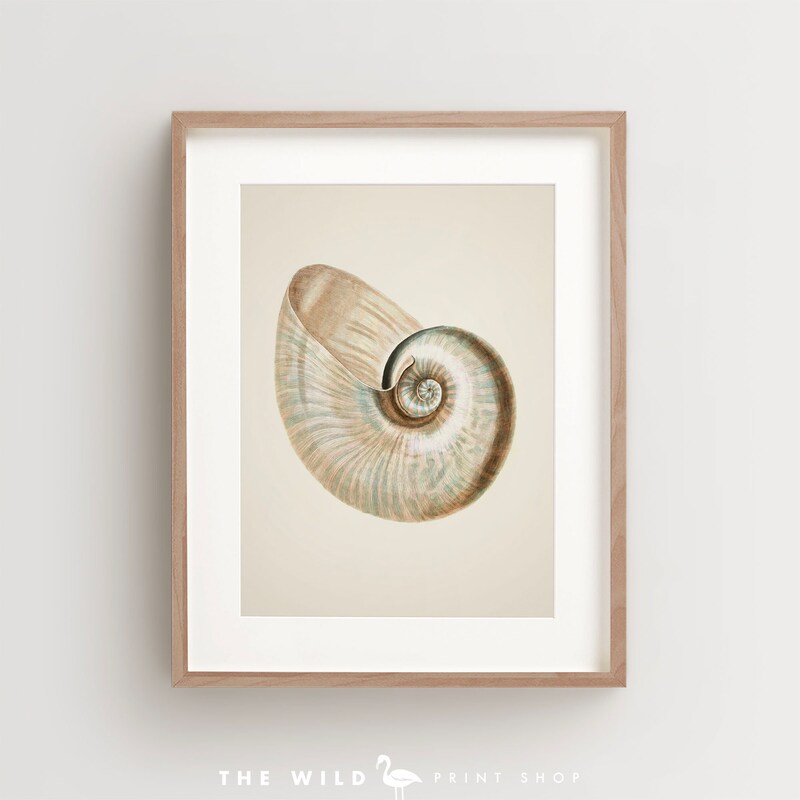 Nautilus Shell Art - Etsy