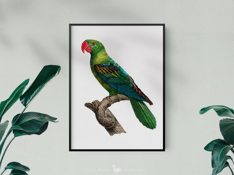 Vintage Parrot Print Great Billed Parrot Print Parrot Print | Etsy