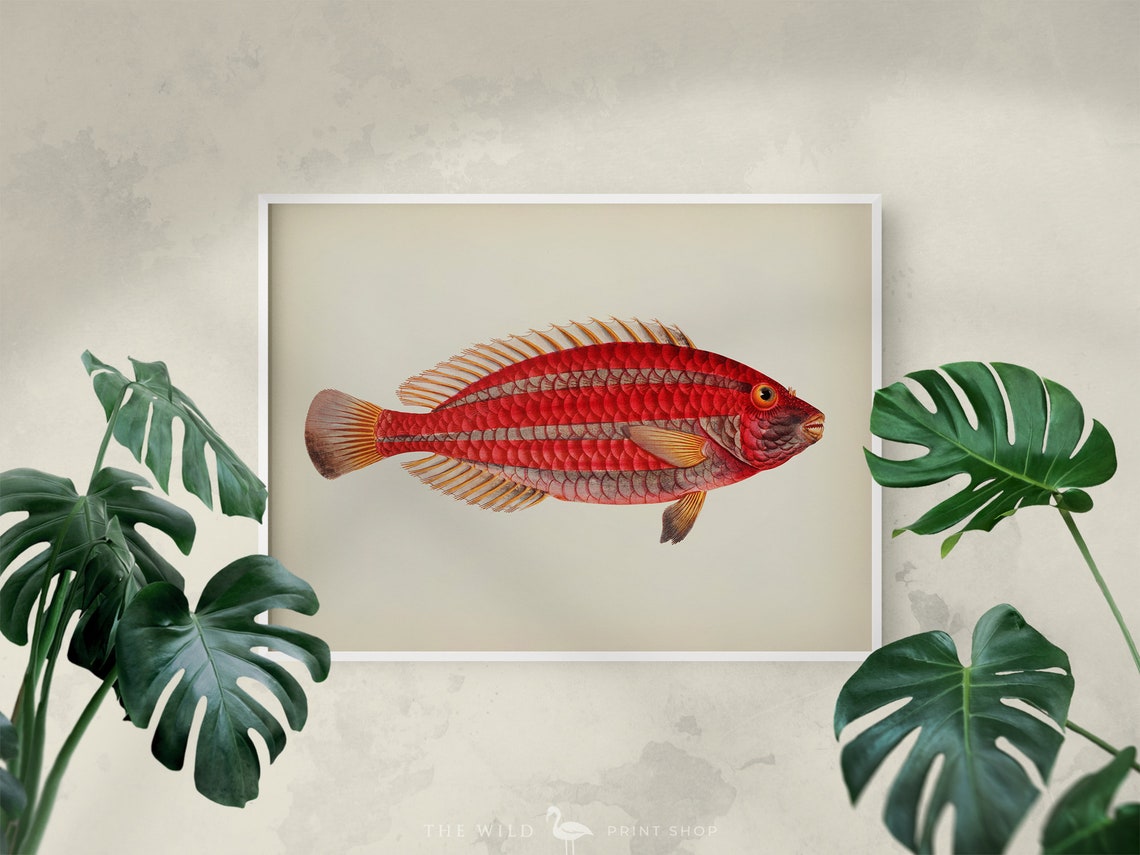 Vintage Fish Print Tropical Fish Print Fish Wall Art | Etsy