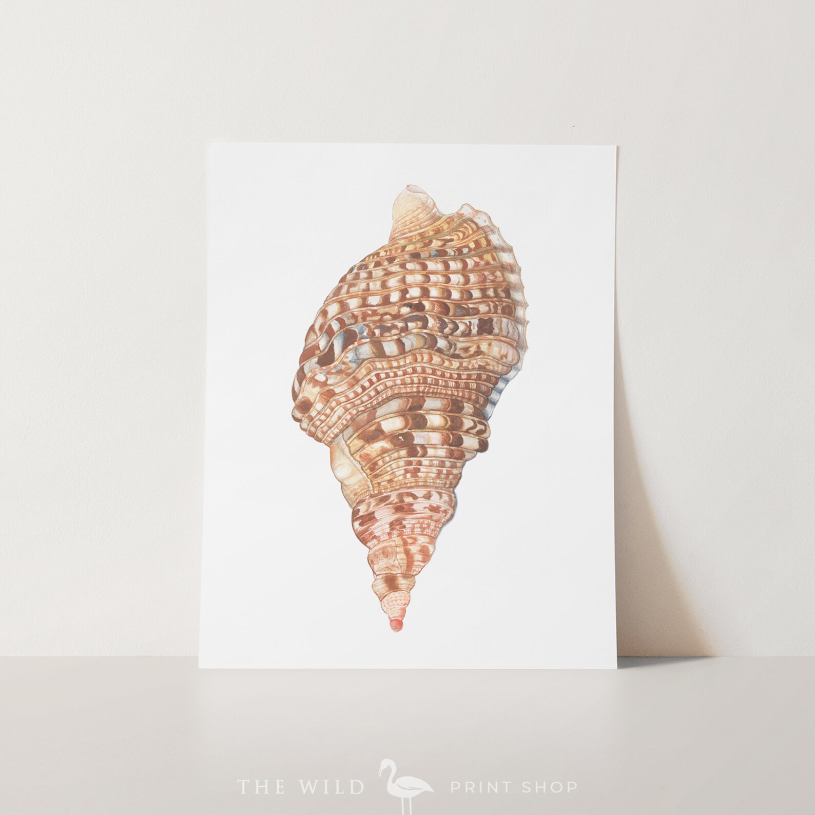 Seashell Print Vintage Seashell Print Seashell Wall Art - Etsy