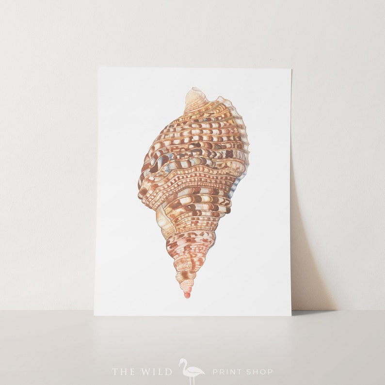 Seashell Print Vintage Seashell Print Seashell Wall Art - Etsy
