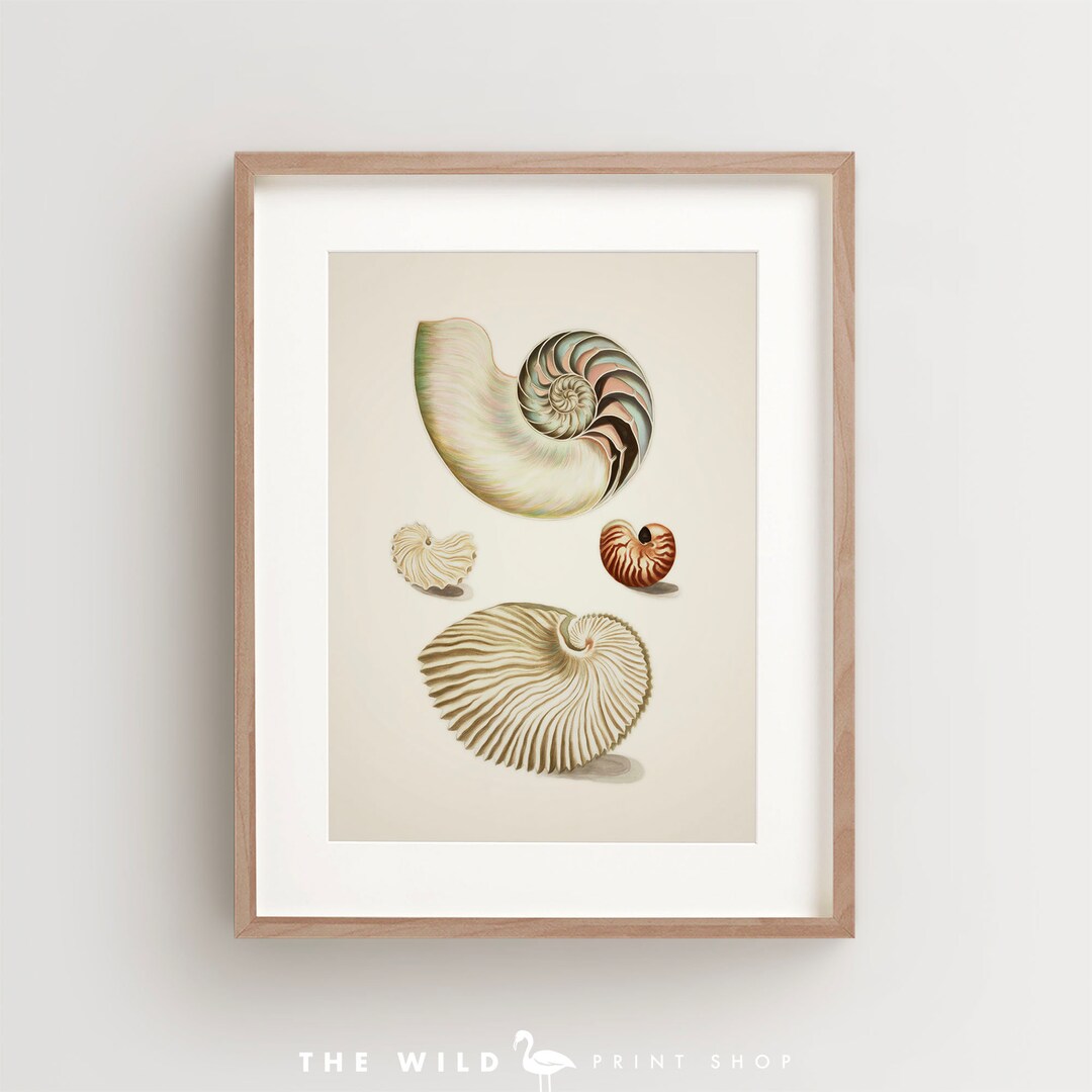 Nautilus Shell Vintage Seashell Print Wall Art - Etsy