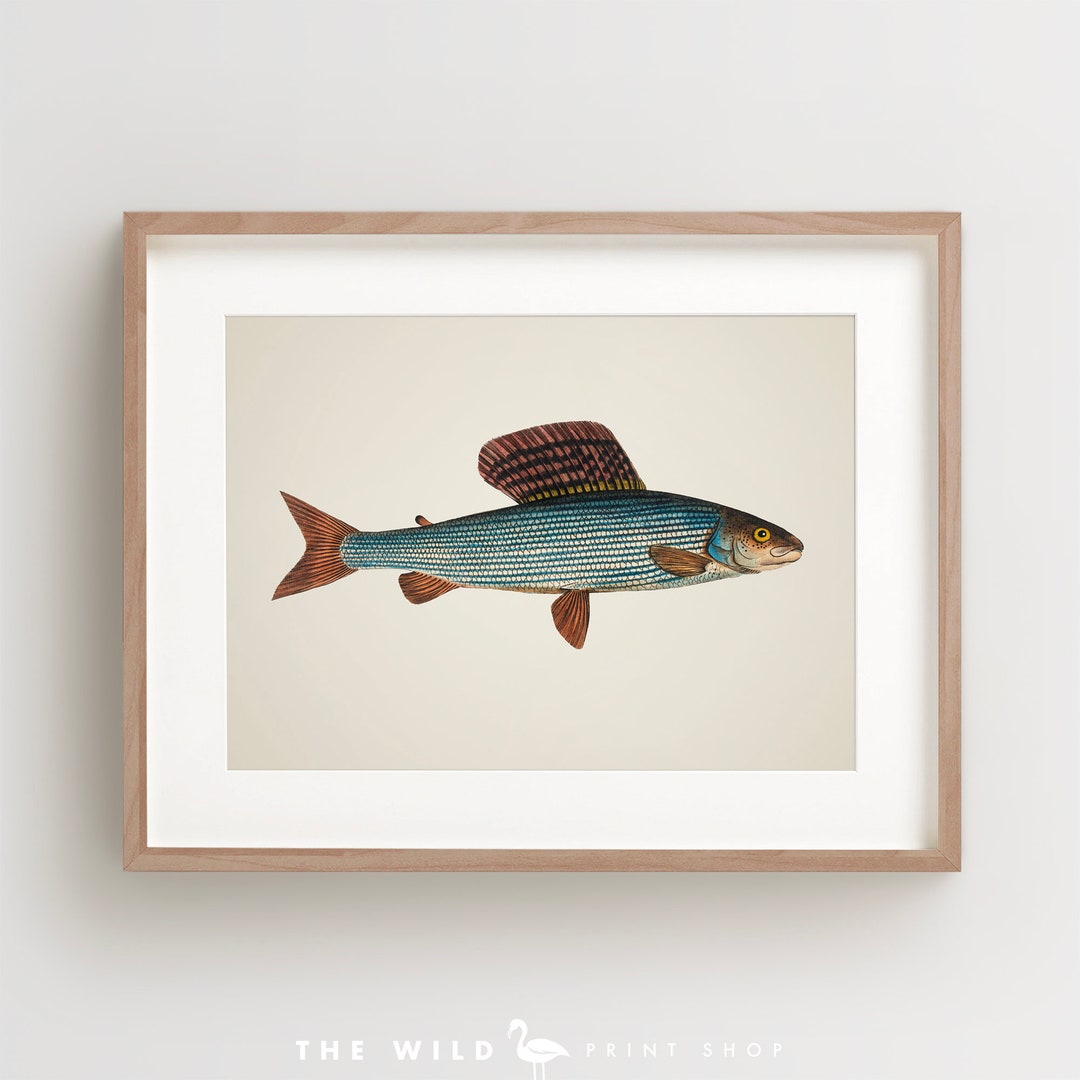 Vintage Fish Print, Tropical Fish Print, Fish Wall Art, Nautical Print ...