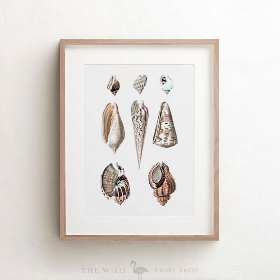 Seashell Print Vintage Seashell Print Seashell Wall Art | Etsy