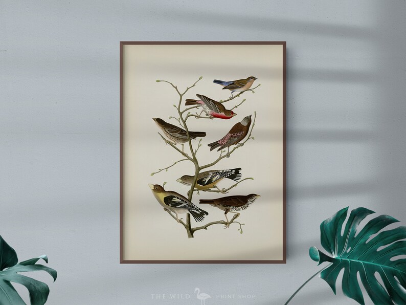 Vintage Bird Print Lazuli Finch Print Bird Wall Art Audubon | Etsy