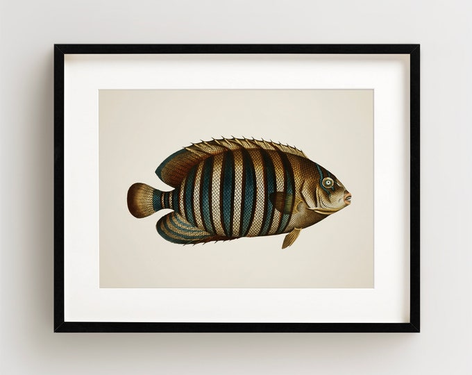 Vintage Fish Print, Tropical Fish Print, Fish Wall Art, Nautical Print ...