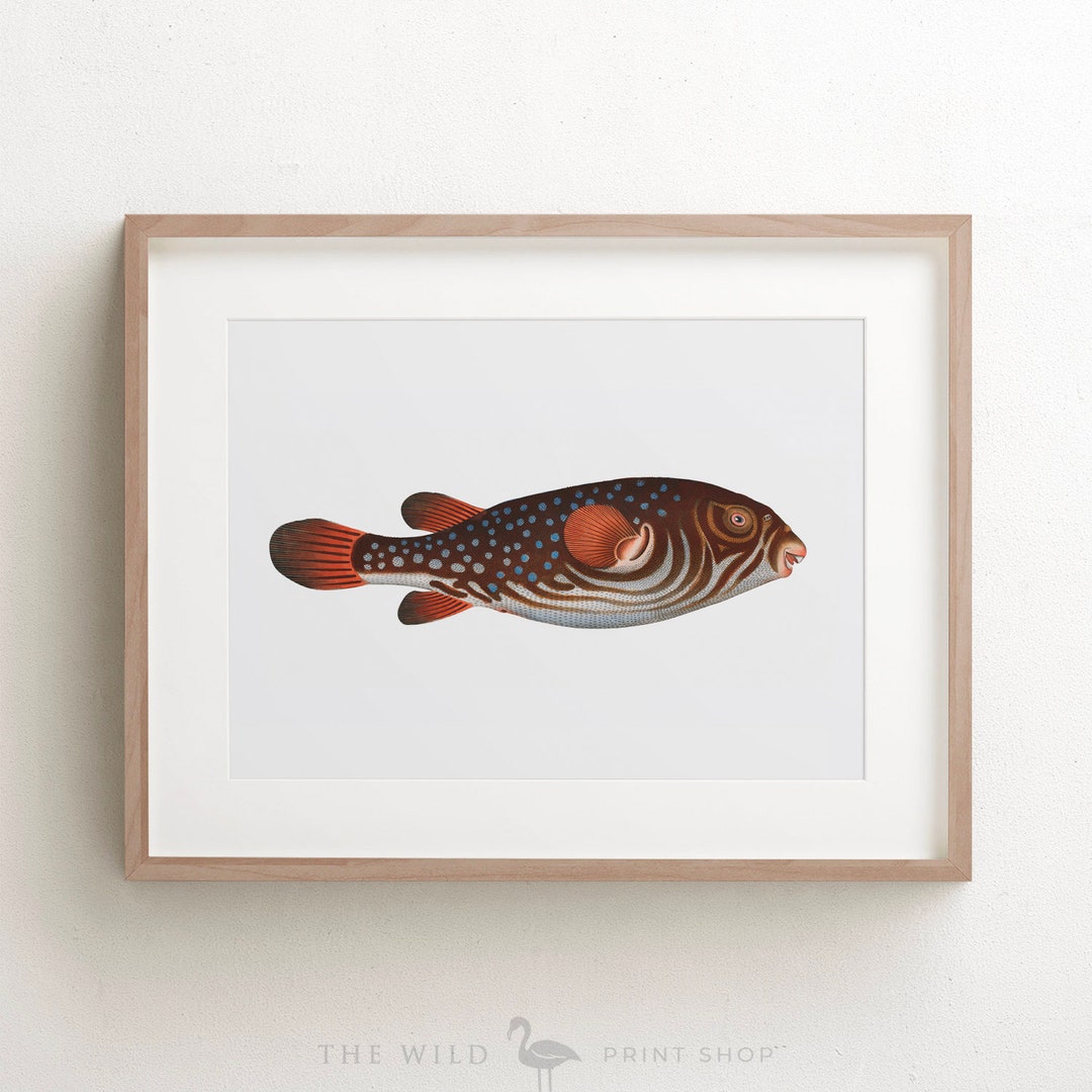 Vintage Fish Print Tropical Fish Print Fish Wall Art - Etsy