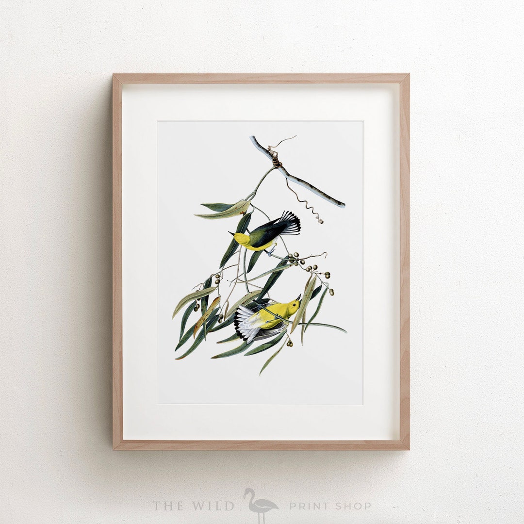 Vintage Bird Print Prothonotary Warbler Print Bird Wall Art - Etsy